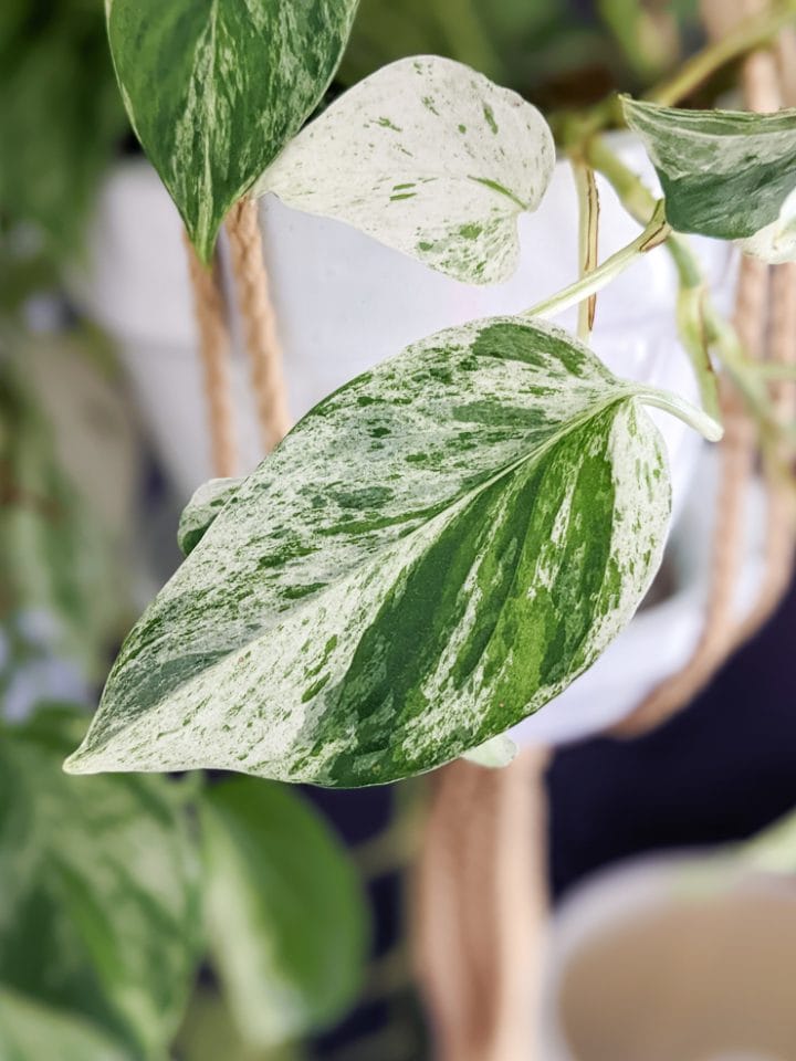 How to care for the gorgeous marble queen pothos!