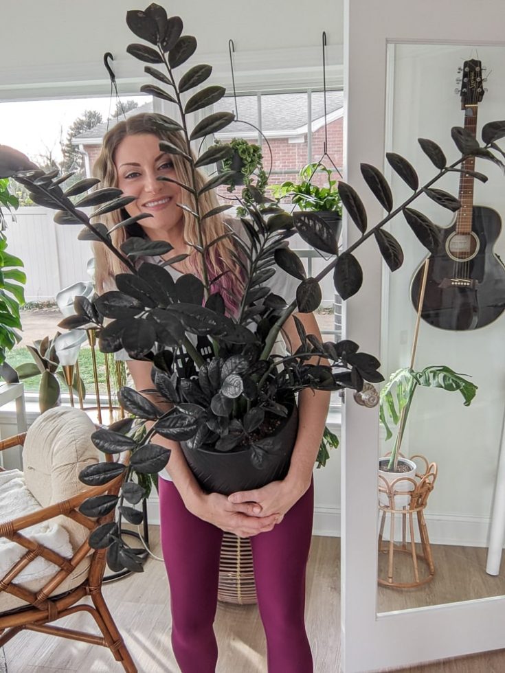 How to care for the stunning, unbelievably hardy raven ZZ plant