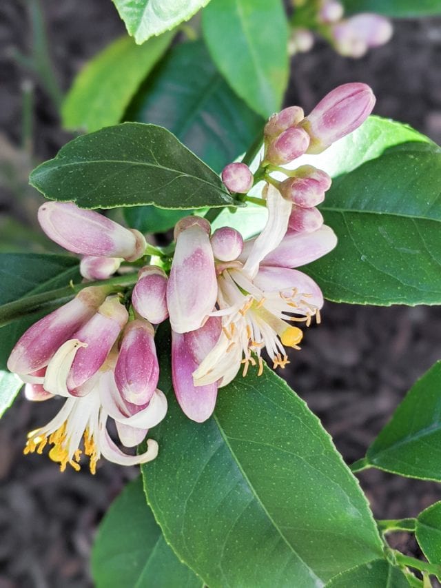 Learn about Meyer lemon tree & successfully growing it in a pot