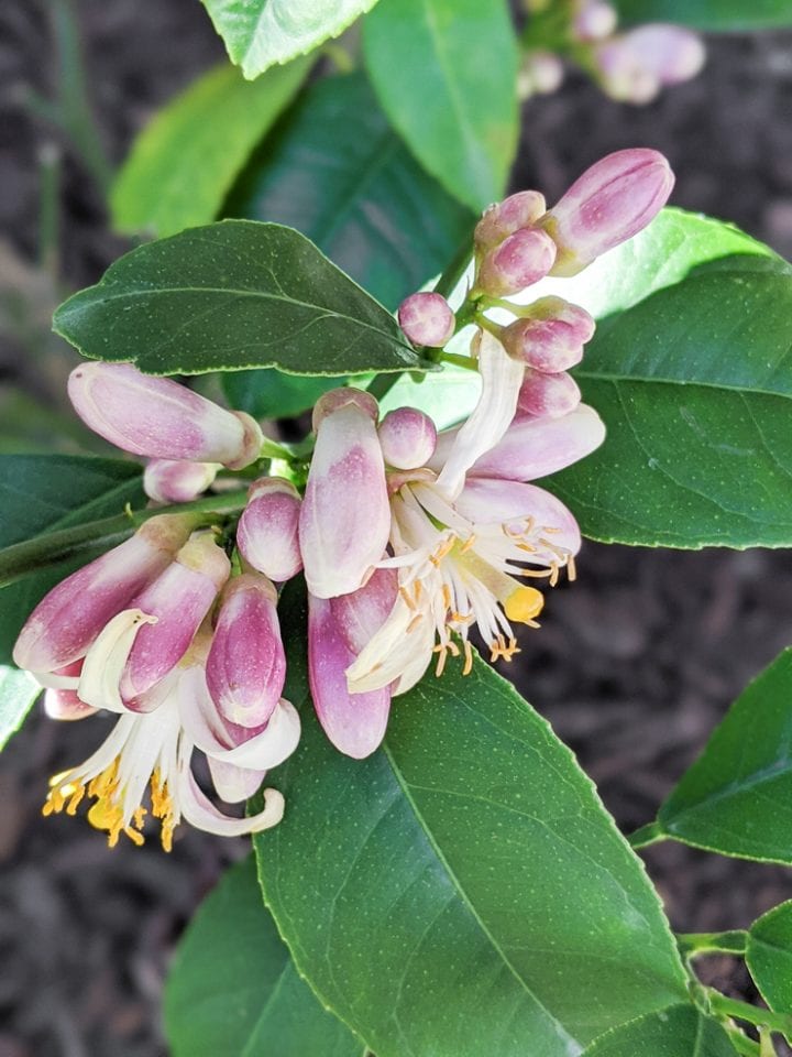 Learn about Meyer lemon tree & successfully growing it in a pot