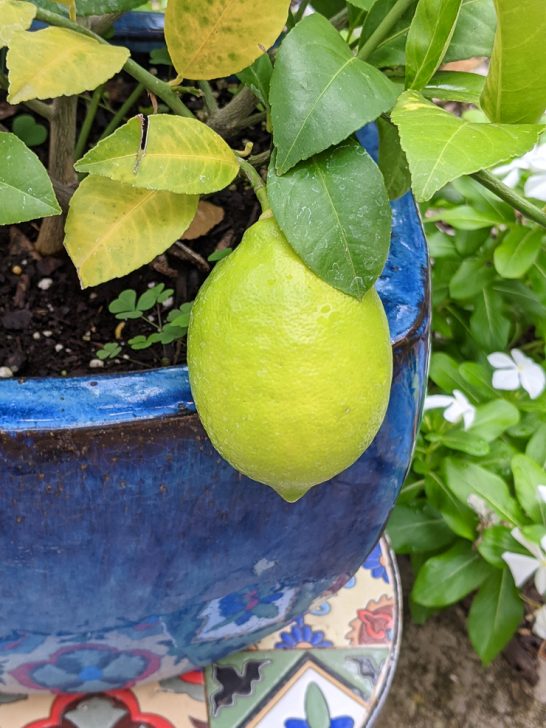 Learn about Meyer lemon tree & successfully growing it in a pot