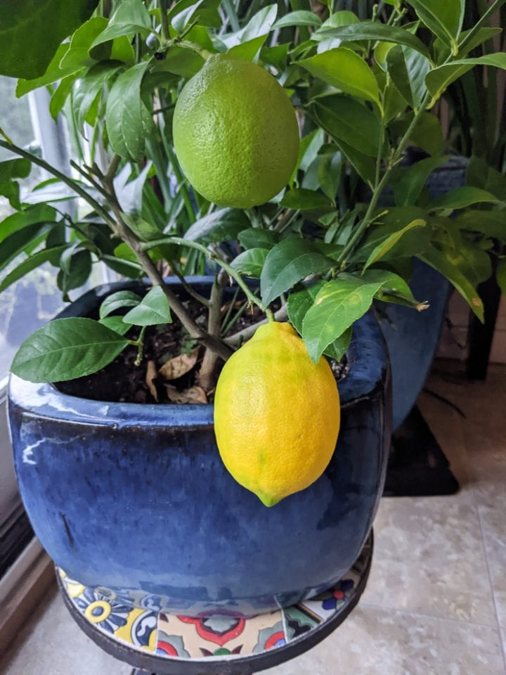 Learn about Meyer lemon tree & successfully growing it in a pot