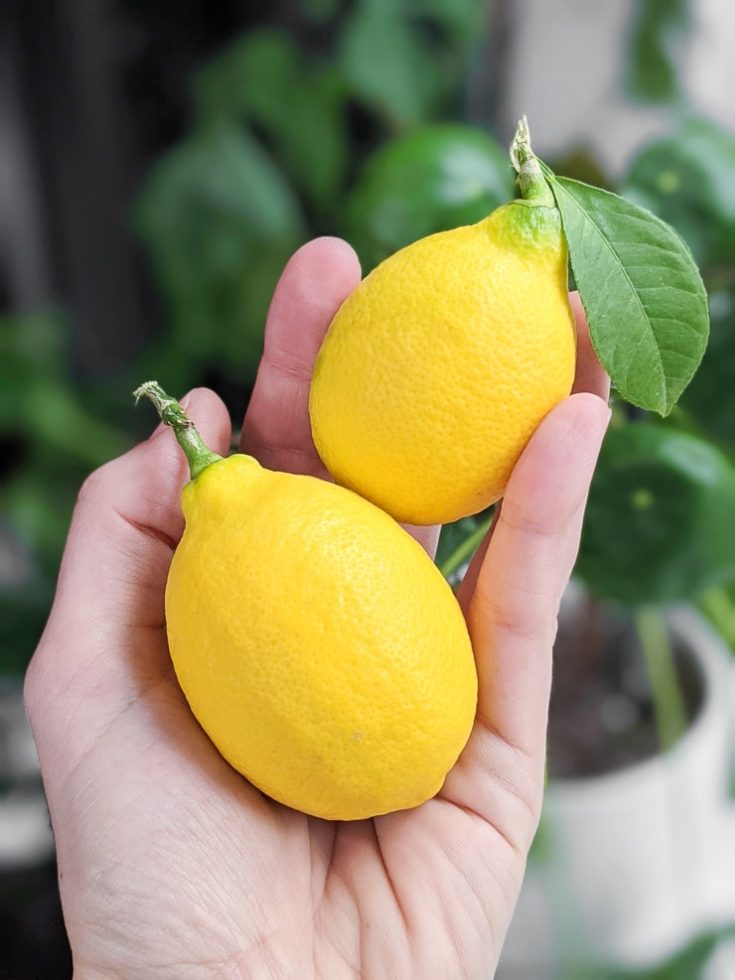 Learn about Meyer lemon tree & successfully growing it in a pot