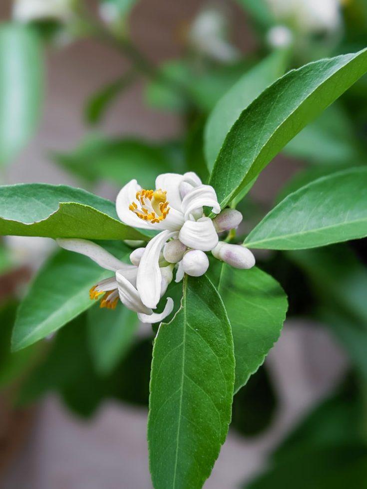 Learn about Meyer lemon tree & successfully growing it in a pot