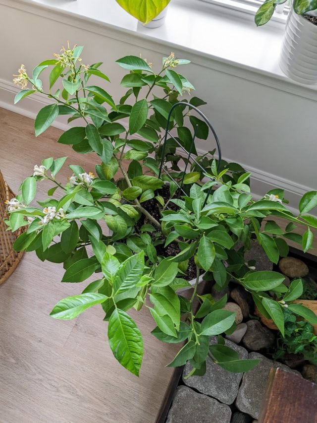 Learn about Meyer lemon tree & successfully growing it in a pot