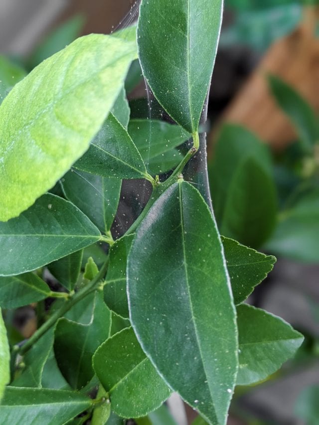 Learn about Meyer lemon tree & successfully growing it in a pot