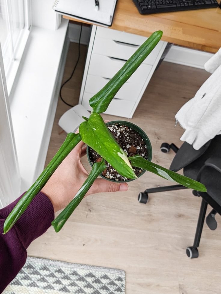 Monstera standleyana albo variegata—a gorgeous