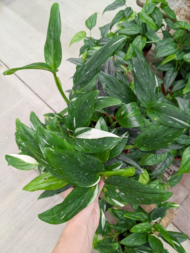 Monstera standleyana albo variegata—a gorgeous