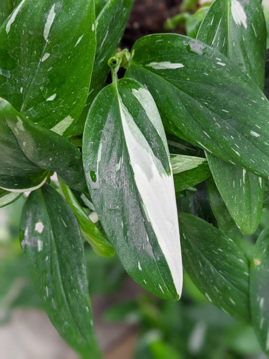 Monstera standleyana albo variegata—a gorgeous