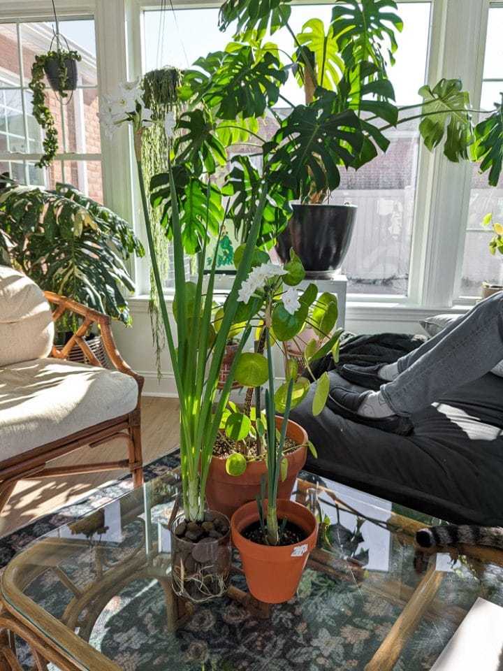 Learn how to grow paperwhites indoors in both water and soil