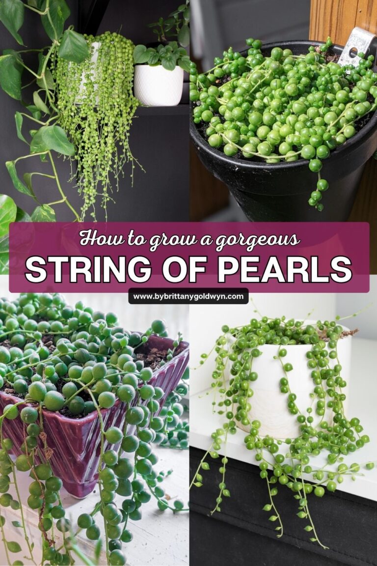 All about string of pearls care & growing this trailing succulent!