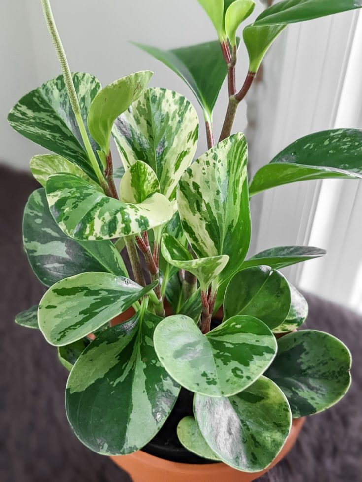 Learn all about peperomia care and see all of my different plants!