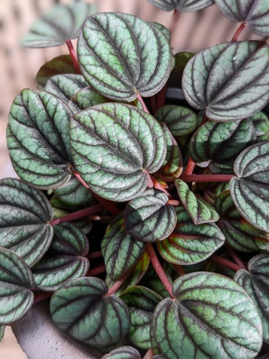 Learn all about peperomia care and see all of my different plants!