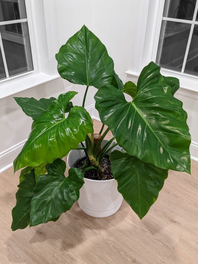 Philodendron Giganteum Care - Houseplants & Projects