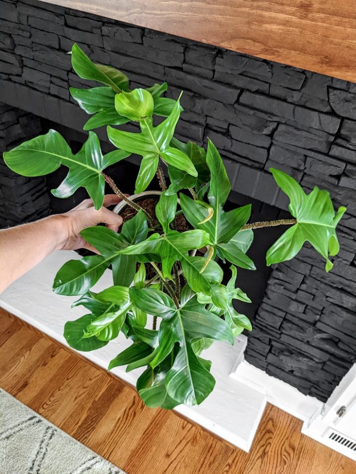 Philodendron squamiferum care & growing this tropical plant inside!