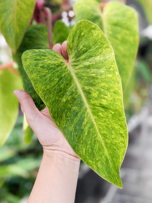 Learn all about the gorgeous philodendron painted lady here!