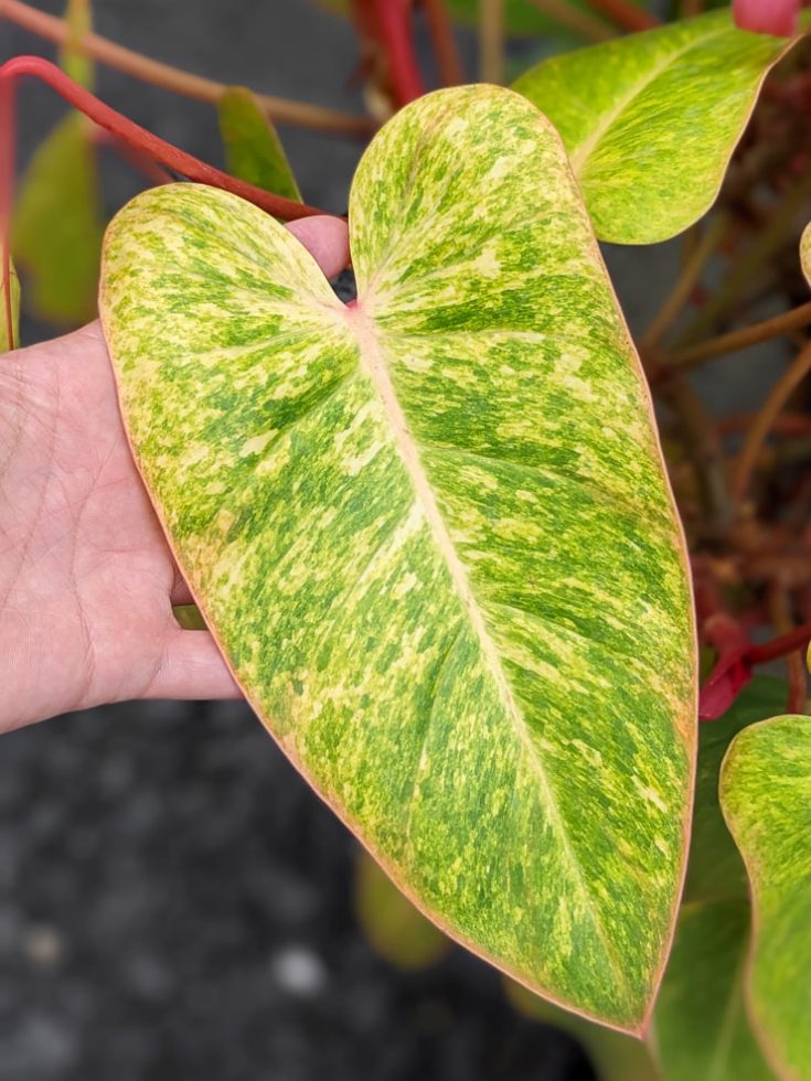 Learn all about the gorgeous philodendron painted lady here!