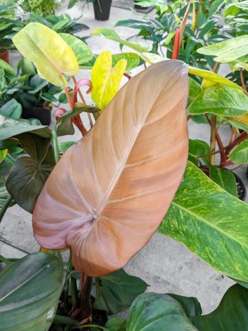How to care for the gorgeous new Philodendron summer glory!