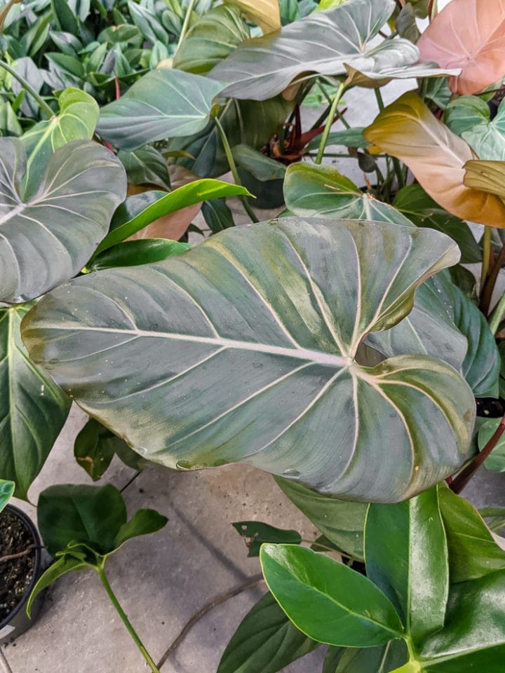 How to care for the gorgeous new Philodendron summer glory!