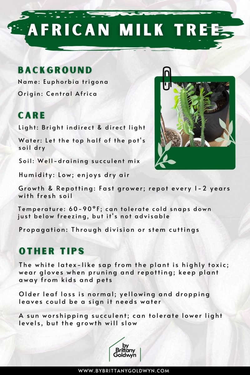 Learn how to grow a beautiful African Milk Tree with my care tips!