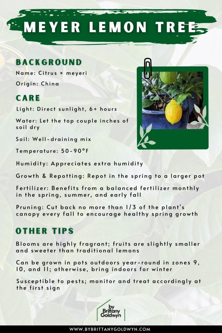 Learn about Meyer lemon tree & successfully growing it in a pot
