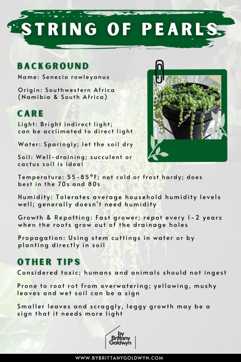All about string of pearls care & growing this trailing succulent!