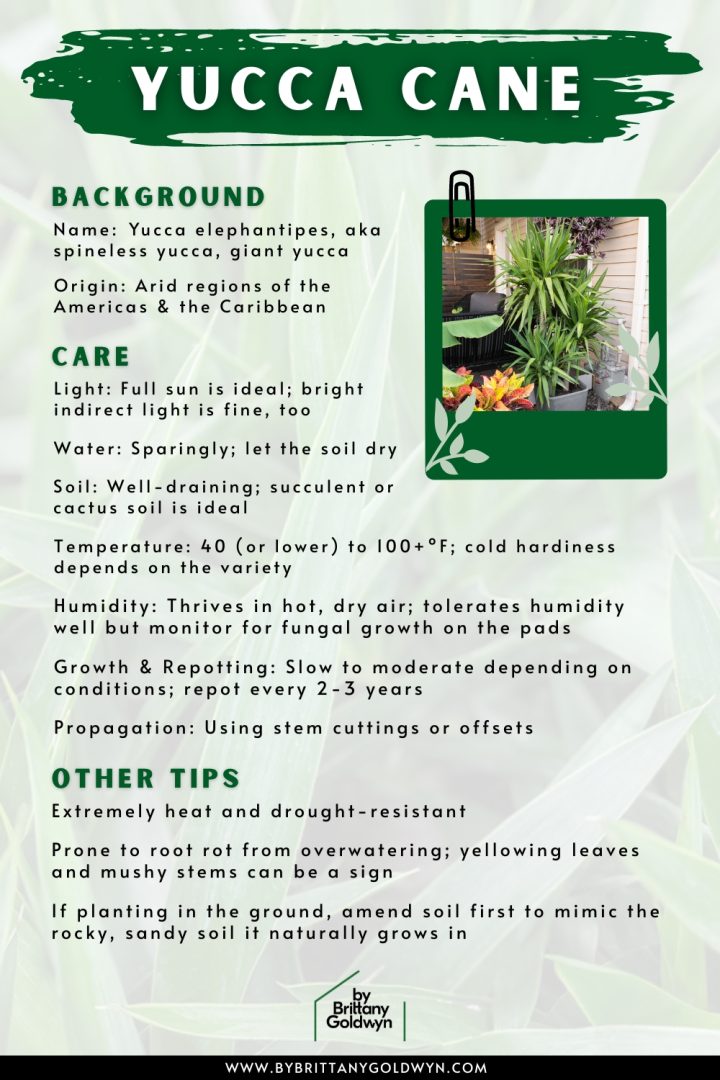 All about yucca plant care, including the spineless yucca cane!