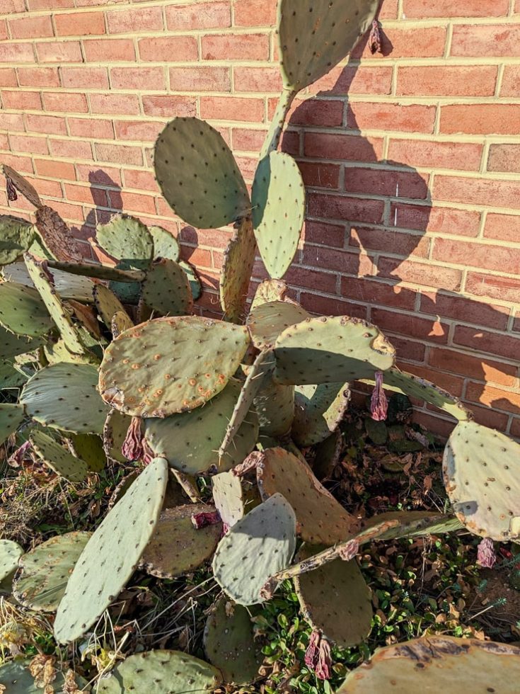 How to care for the gorgeous and classic Prickly Pear Cactus!