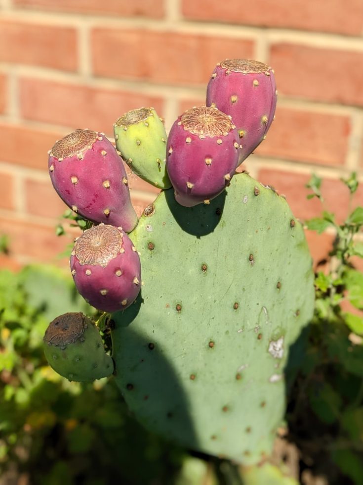 How to care for the gorgeous and classic Prickly Pear Cactus!