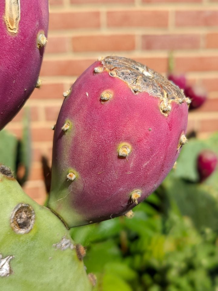 How to care for the gorgeous and classic Prickly Pear Cactus!