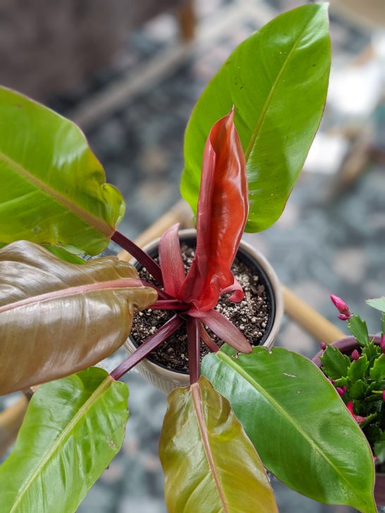 Philodendron prince of orange & how to care for this bright tropical!