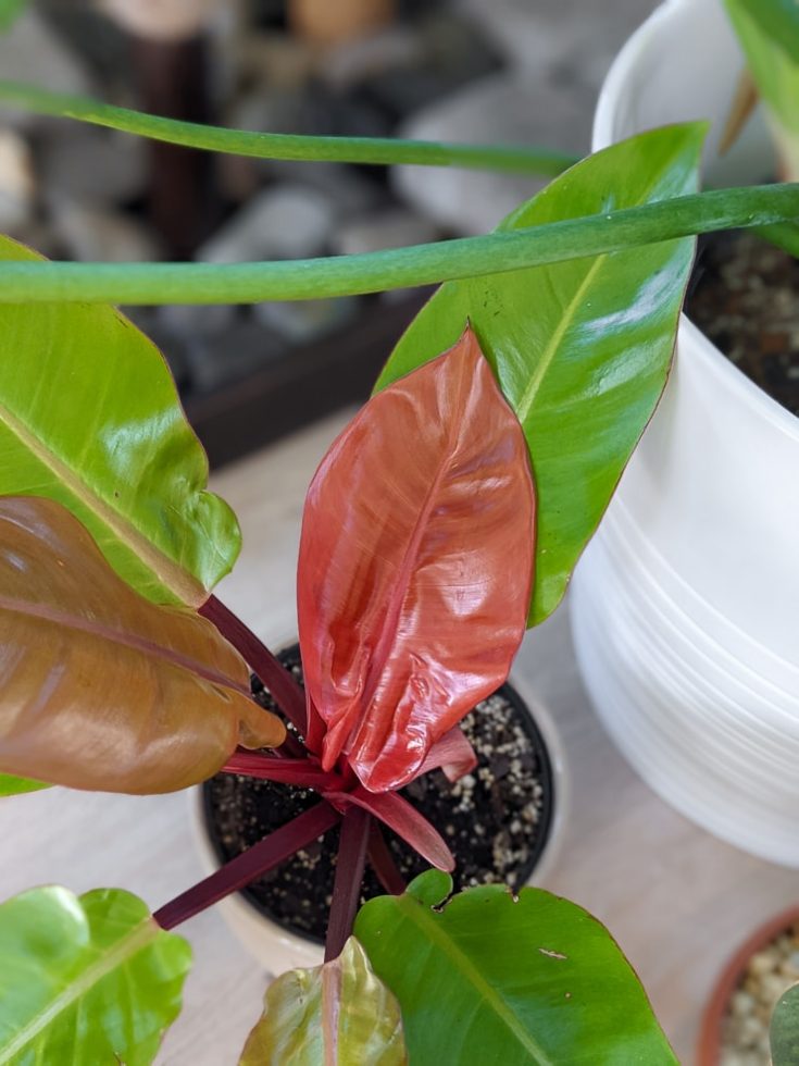 Philodendron prince of orange & how to care for this bright tropical!