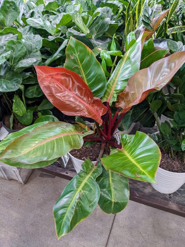 Philodendron prince of orange & how to care for this bright tropical!