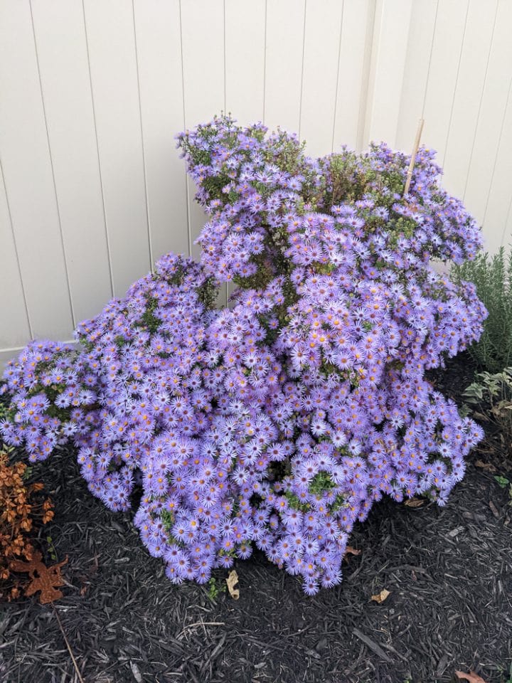 Learn how to grow aster flowers—a perfect fall pollinator!
