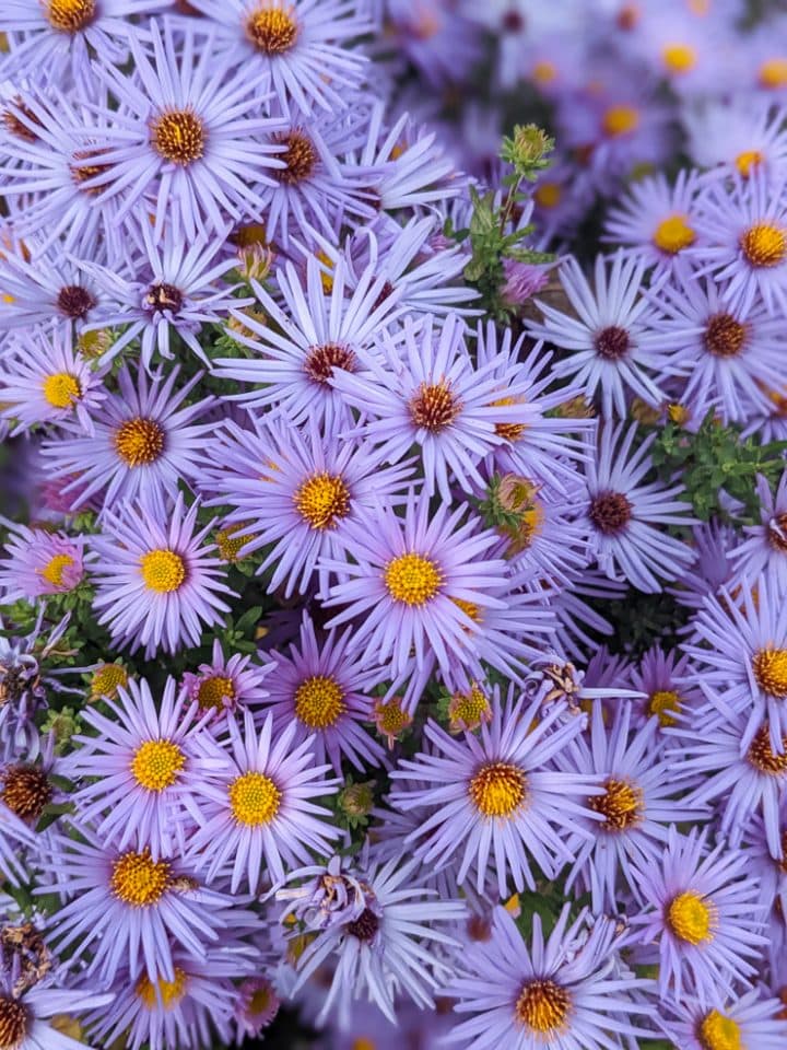 Learn how to grow aster flowers—a perfect fall pollinator!
