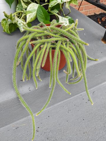 Rat tail cactus care...all about this unique trailing cactus!