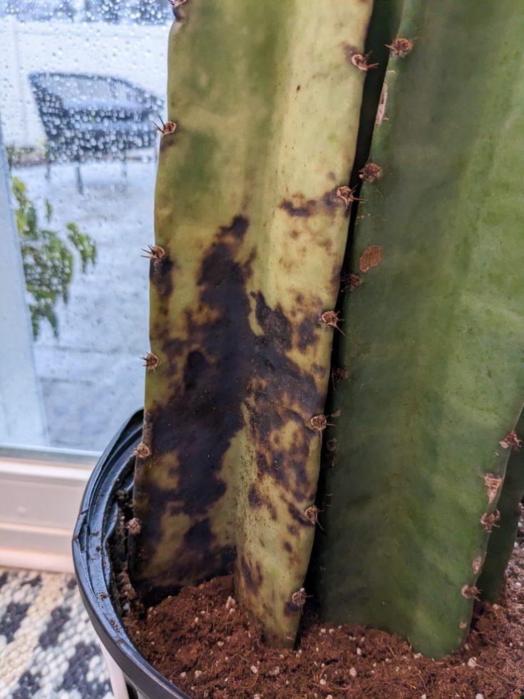 Fairy castle cactus care & helping this charming small cactus thrive