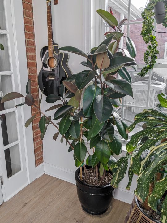 How to keep tall potted plants from falling over...stake them!