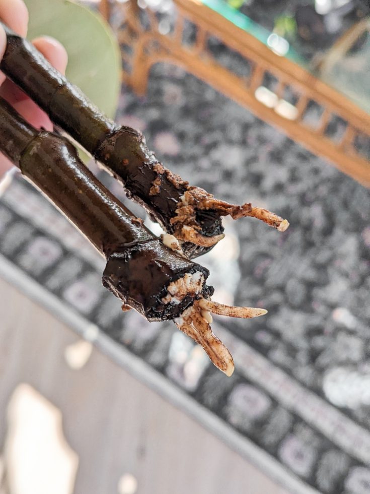 How to Propagate a Rubber Plant From Branch Cuttings