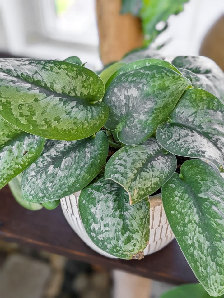 Meet my gorgeous new scindapsus silver splash plant!