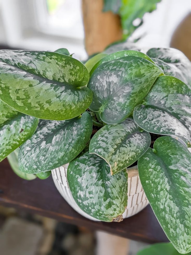 Meet my gorgeous new scindapsus silver splash plant!