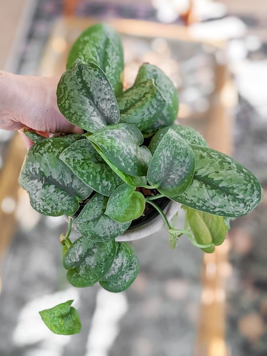 Meet my gorgeous new scindapsus silver splash plant!
