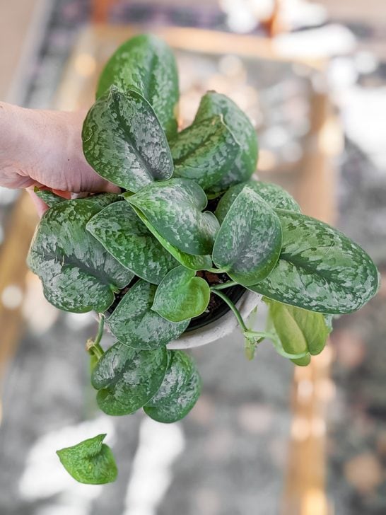 Meet my gorgeous new scindapsus silver splash plant!