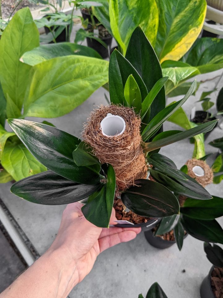 Scindapsus treubii dark form care...learn all about this rare variety!