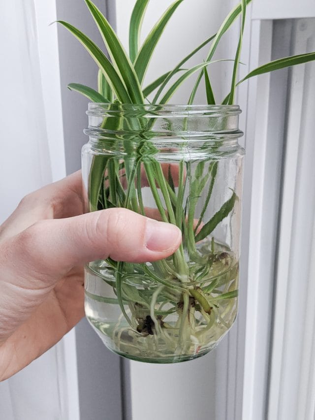 How to propagate spider plants easily in water, including babies!