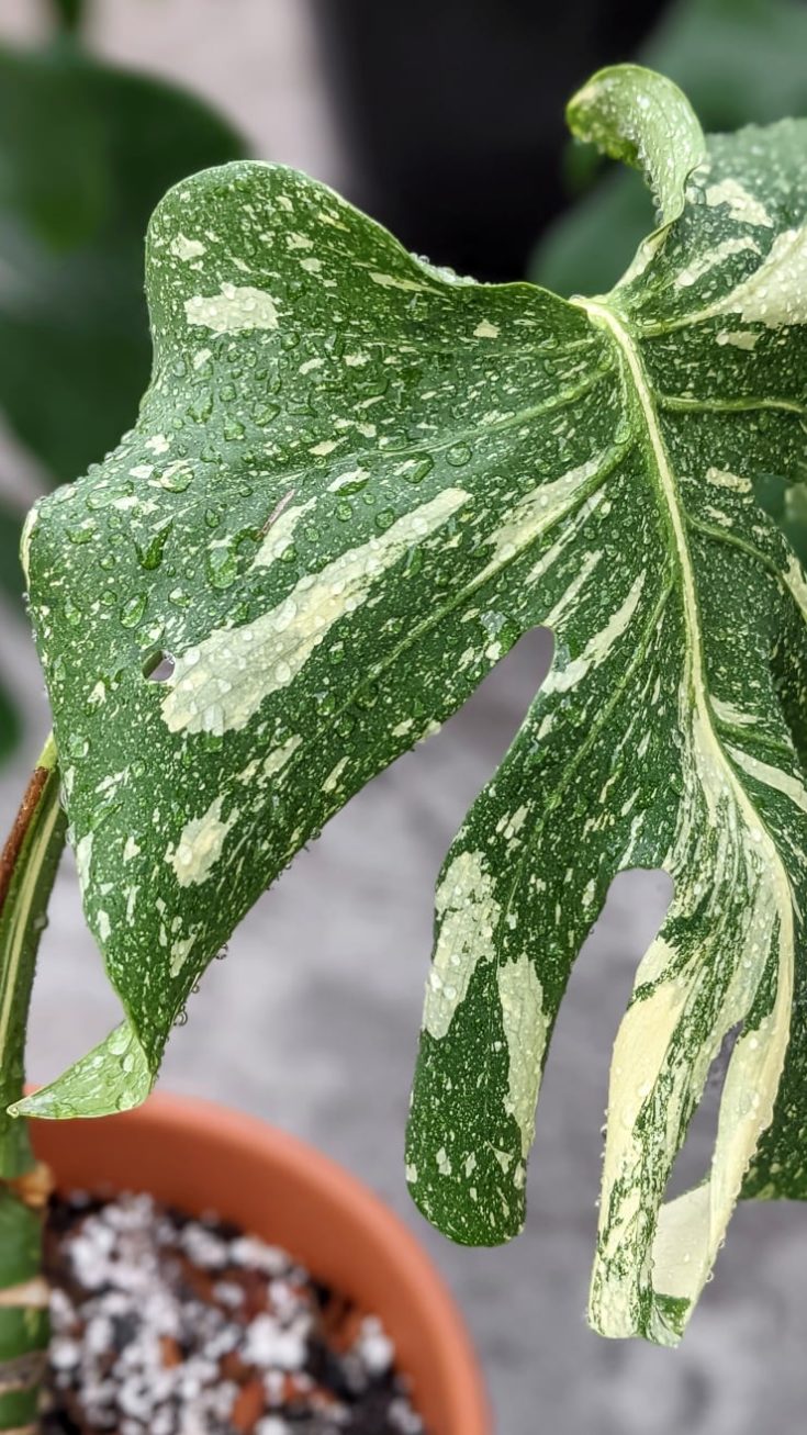 How to care for the stunning Thai Constellation Monstera!
