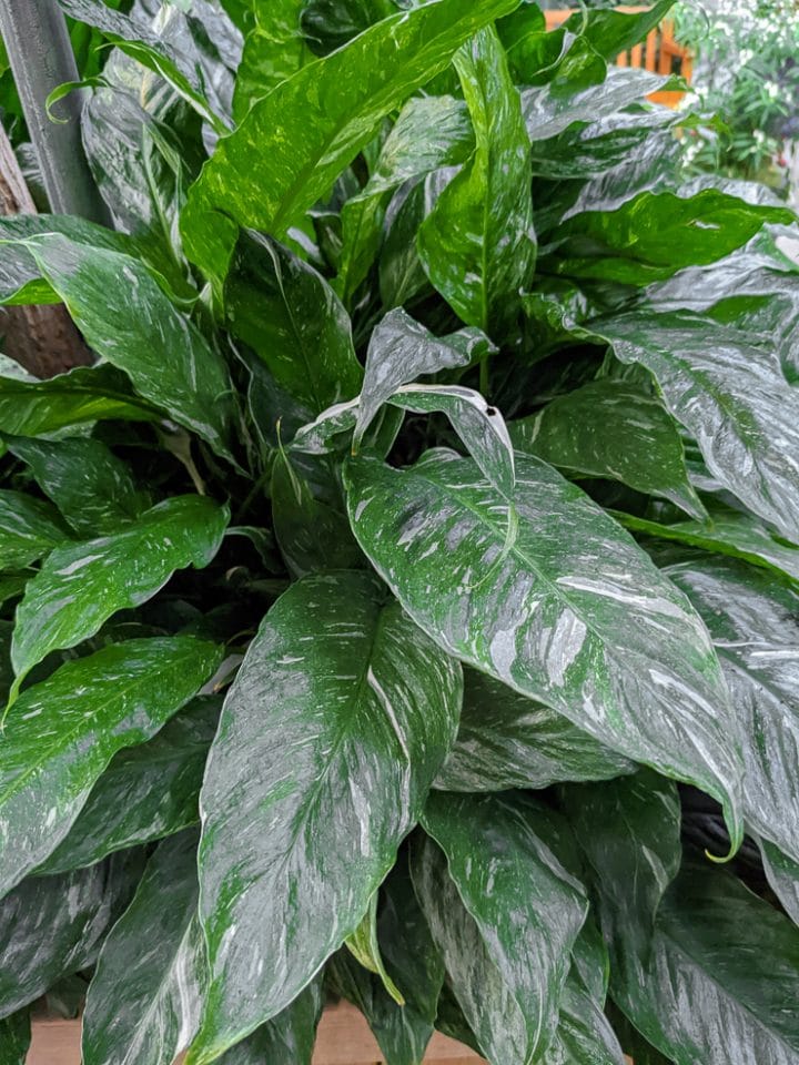 Wondering how to care for a variegated peace lily? Look no further!