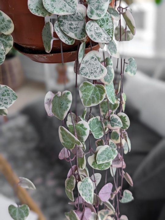 How to grow the dainty, delicate string of hearts plant