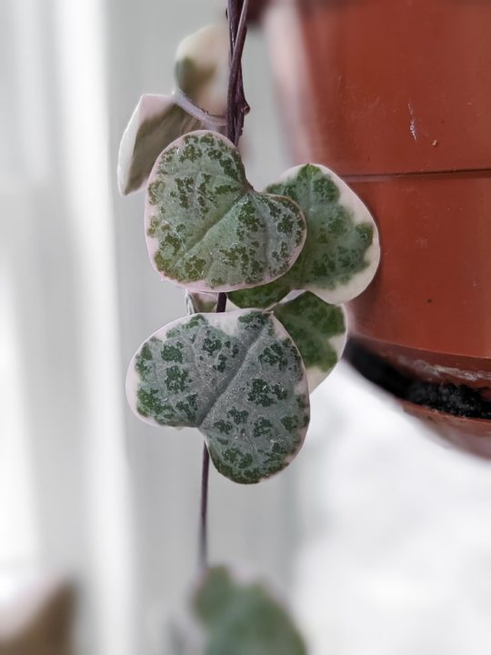 Variegated string of hearts care & all the tips you need to know!