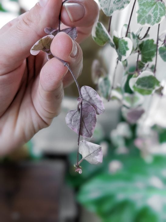 Variegated string of hearts care & all the tips you need to know!